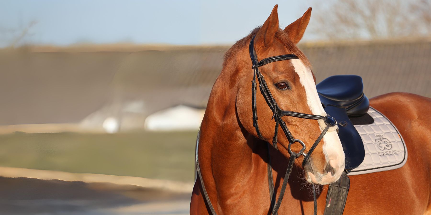 Women's Equestrian Riding Clothing | Equeene Equestrian – Equeene ...